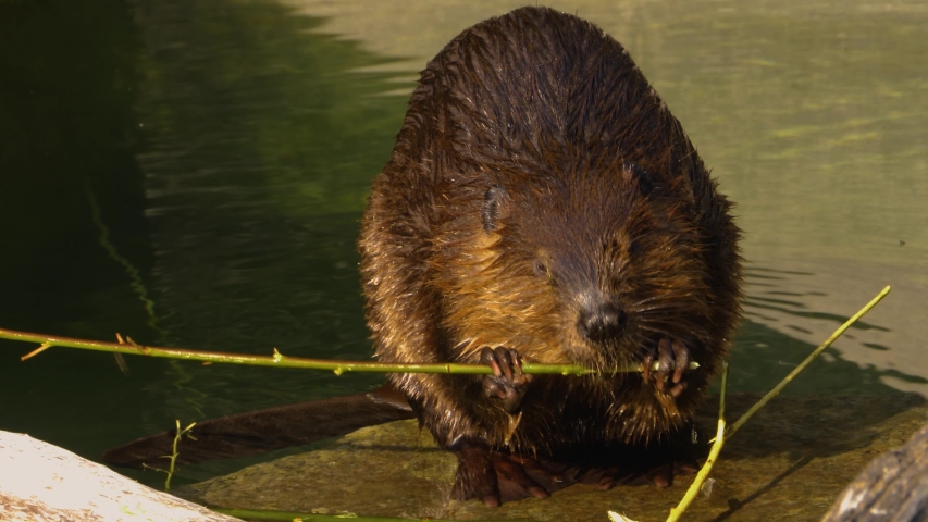 Beaver Head Stock Video Footage - 4K and HD Video Clips | Shutterstock