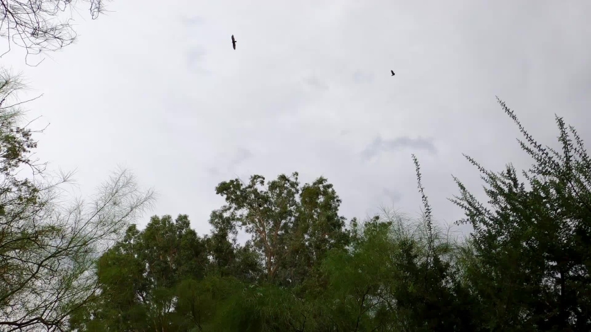 turkey vultures circling overhead roosting tall Stock Footage Video ...