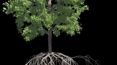 Plant Growing Soil Different Stages Plant Stock Footage Video (100% ...