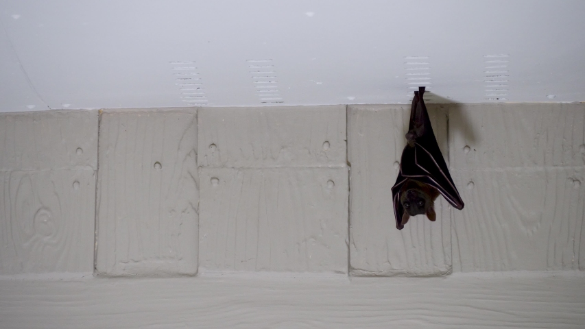 Rat Hanging Stock Video Footage - 4K and HD Video Clips | Shutterstock