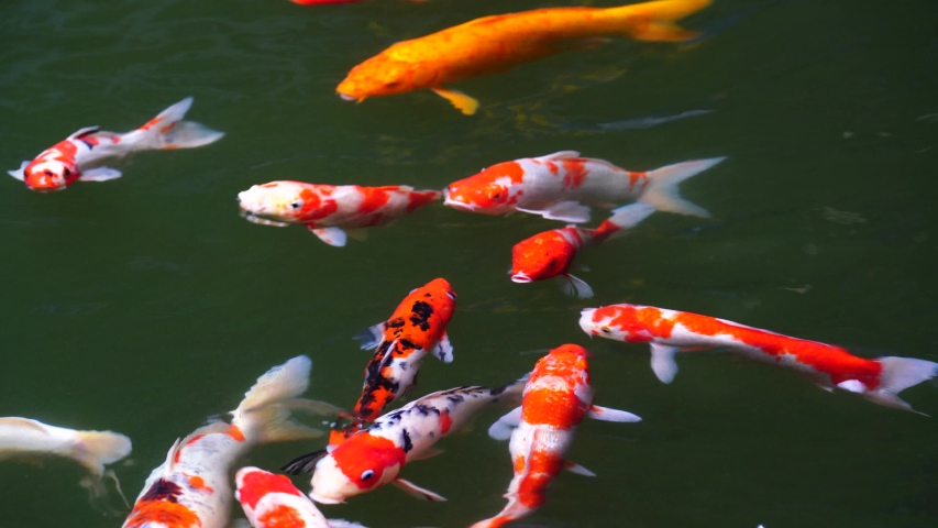 group koi jinli nishikigoi brocaded carp Stock Footage Video (100% ...