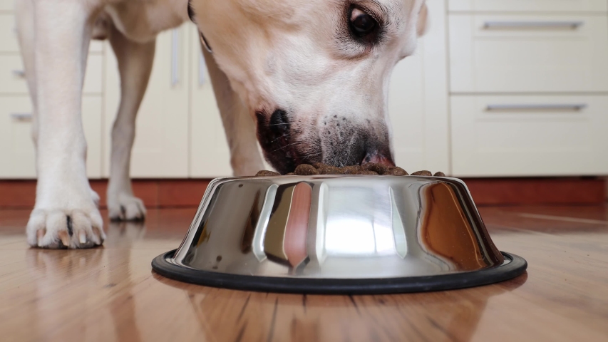 Feeding of Hungry Dog. Labrador Stock Footage Video (100% Royalty-free ...