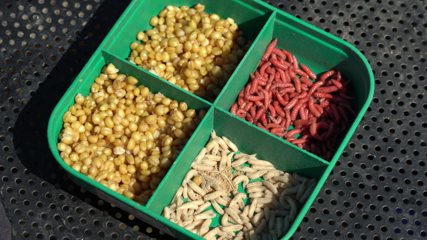 Fish Bait. Maggots for Fishing. Stock Footage Video (100% Royalty-free ...