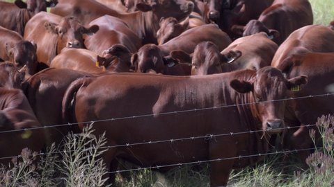 Brown Bonsmara Beef Cattle Farm Field Stock Footage Video (100% Royalty ...