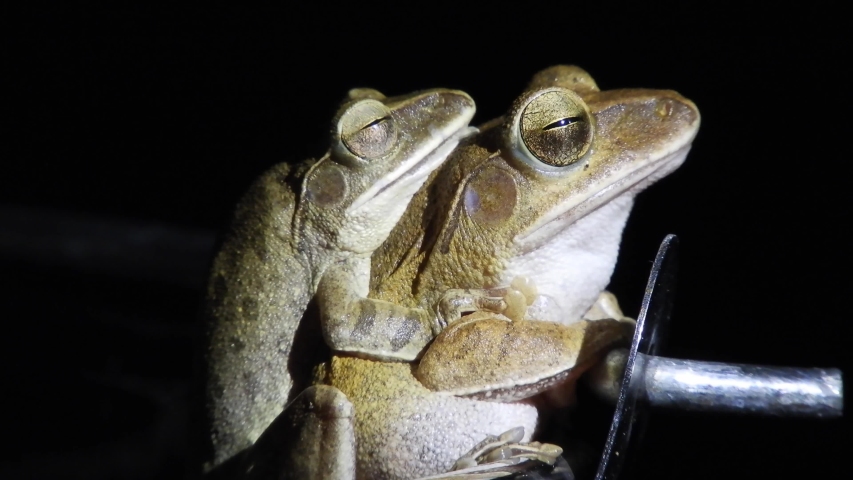 Frog Sex Stock Video Footage 4k And Hd Video Clips Shutterstock