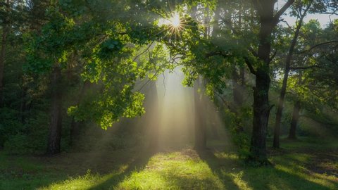 Walk Through Magic Forest Morning Sun Stock Footage Video (100% Royalty ...