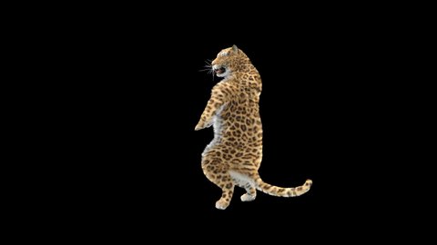 Leopard Dancing Cg Fur 3d Rendering Stock Footage Video (100% Royalty ...