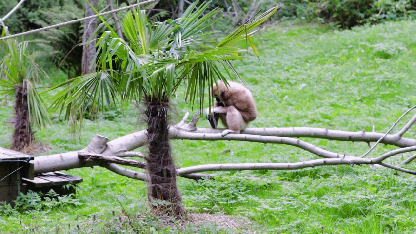 funny cute monkey moving around aviary Stock Footage Video (100% ...