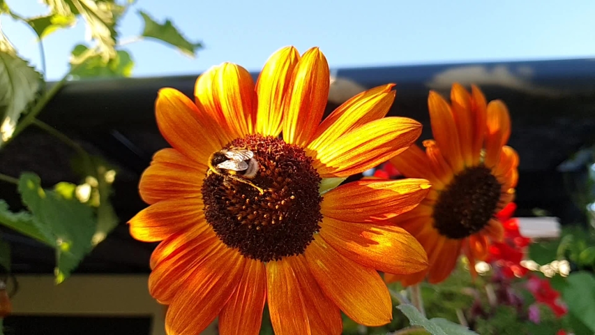 bumblebee pollinate sunflower fly another flower Stock Footage Video ...