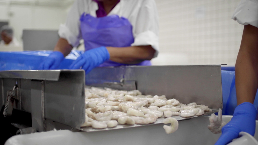 260 Prawn line Stock Video Footage - 4K and HD Video Clips | Shutterstock