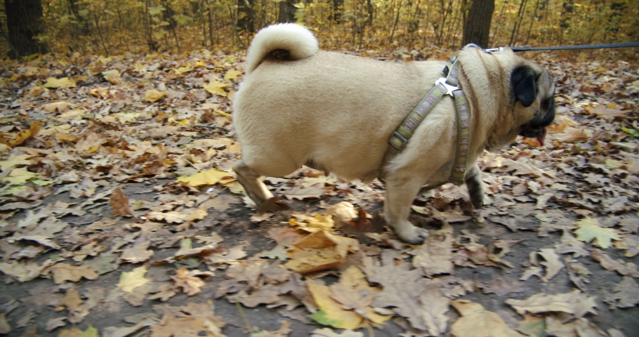 cute pug dog walking owner beautiful Stock Footage Video (100% Royalty ...