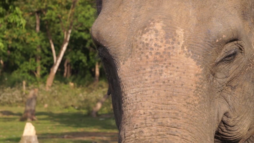 Chitwan National Park Stock Video Footage - 4K and HD Video Clips ...