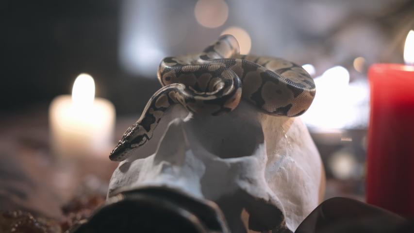 70 Skeleton creeping Stock Video Footage - 4K and HD Video Clips ...