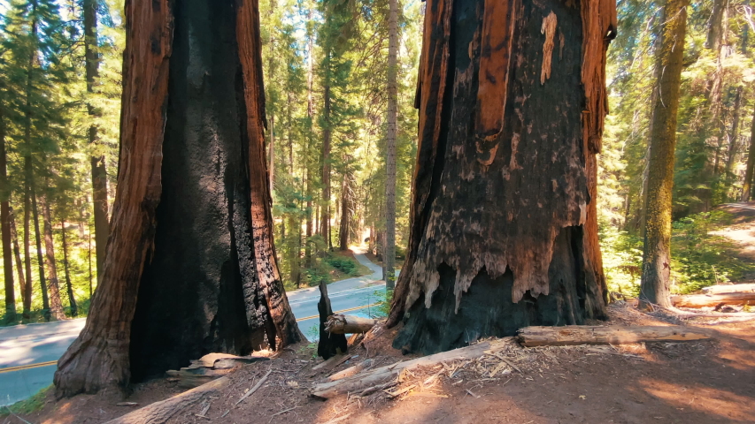 The giant trees of Sequoia National Park, California image - Free stock ...