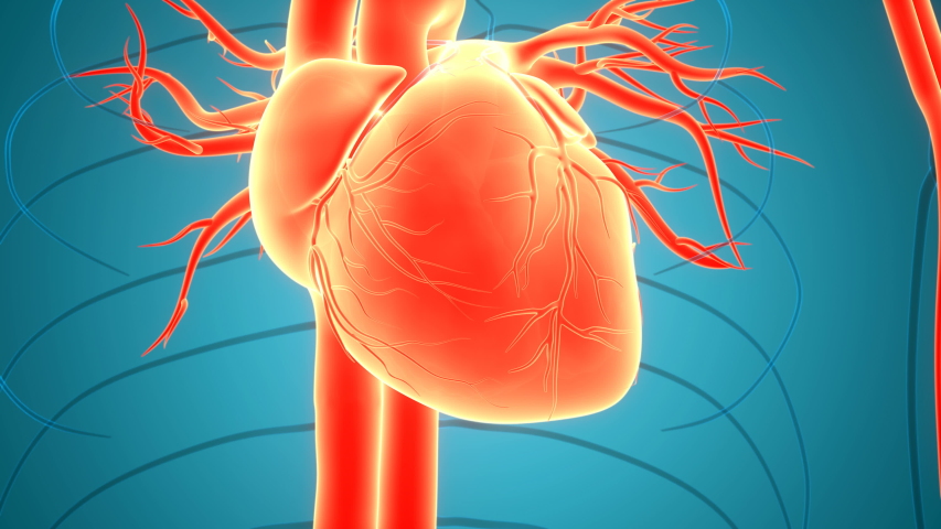 human circulatory system heart beat anatomy Stock Footage Video (100% ...