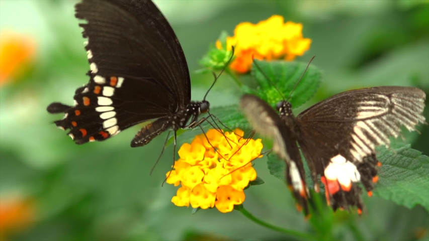Plant Pollination Process Stock Video Footage - 4K and HD Video Clips ...