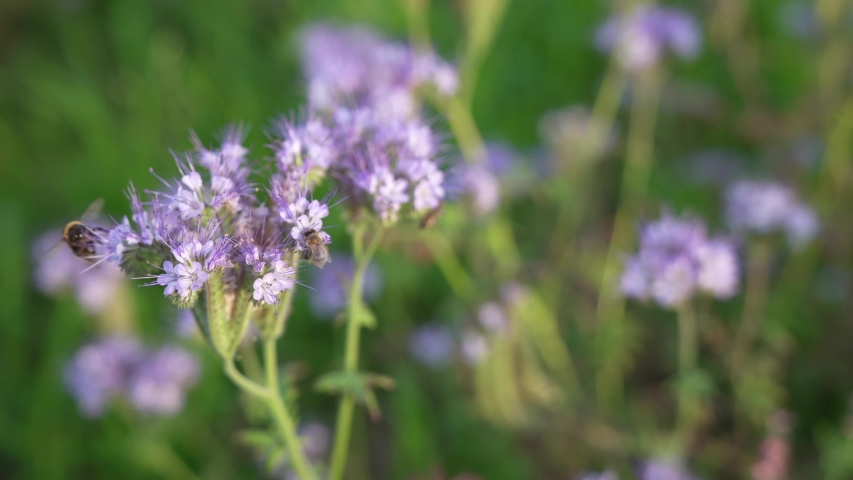 Scorpion Weed Stock Video Footage - 4K and HD Video Clips | Shutterstock