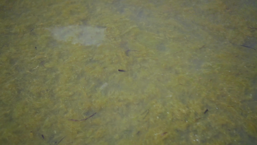 floating green algae on water surface Stock Footage Video (100% Royalty ...
