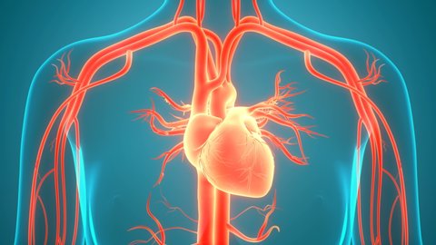 Human Circulatory System Heart Anatomy Animation Stock Footage Video ...