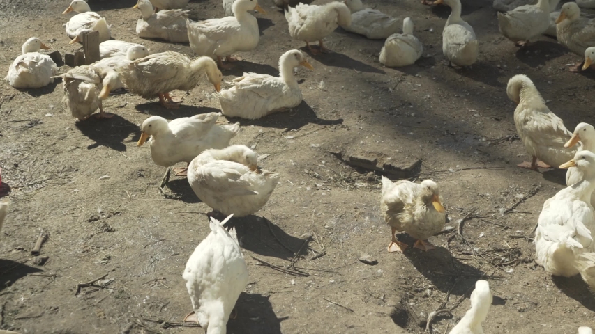 Broiler duck Stock Video Footage - 4K and HD Video Clips | Shutterstock