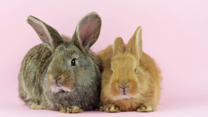 Two Cute Little Rabbits On Stock Footage Video (100% Royalty-free ...
