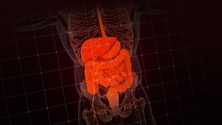 X Ray Colon Stock Video Footage - 4K and HD Video Clips | Shutterstock