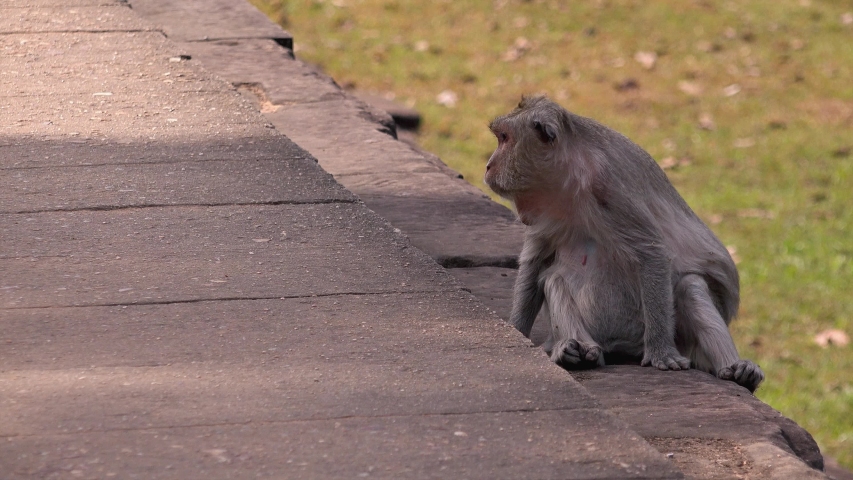 monkey looking around while sat on Stock Footage Video (100% Royalty ...