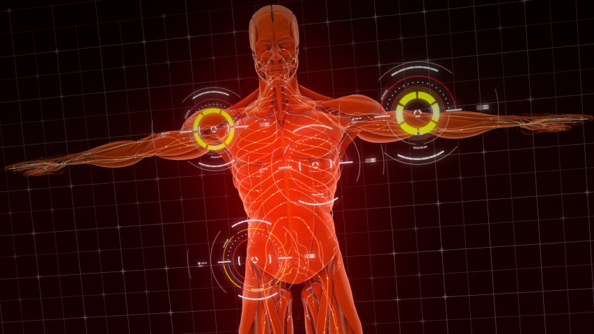 Human Anatomy. 3d Animation of 庫存影片 (100% 免版稅) 1058242576 | Shutterstock