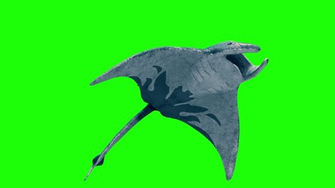 Manta Ray Swim Loop Green Screen Stock Footage Video (100% Royalty-free ...