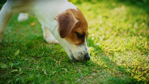 Sniffing dog Stock Video Footage - 4K and HD Video Clips | Shutterstock