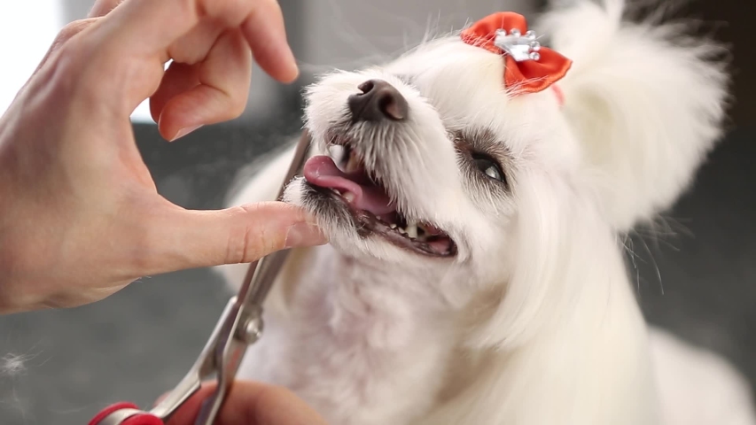 professional pet groomer takes care adorable Stock Footage Video (100% ...