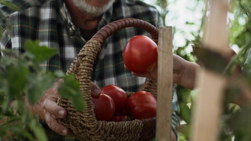 Video Boy Collecting Tomatoes Together His Stock Footage Video (100% ...