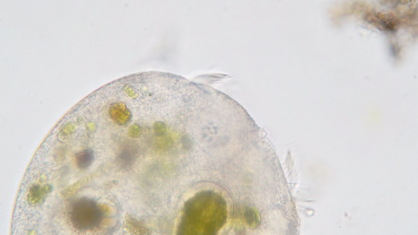 179 Attached algae Stock Video Footage - 4K and HD Video Clips ...