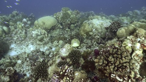 Trunk Fish On Reef Maldives Stock Footage Video (100% Royalty-free ...