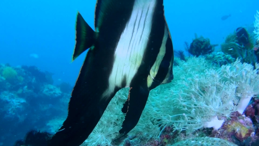 pinnate spadefish juvenile platax pinnatus - Stock Footage Video (100% ...