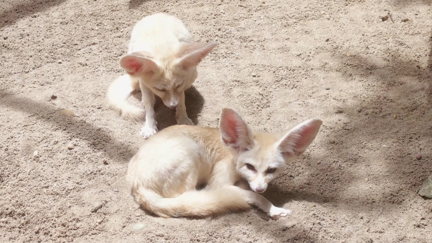 Fennec Fox Stock Video Footage - 4K and HD Video Clips | Shutterstock