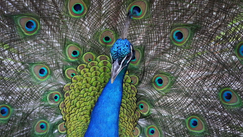 Peacock neck Stock Video Footage - 4K and HD Video Clips | Shutterstock