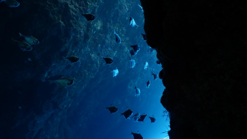 Fish in Cave Underwater Nice Stok Videosu (%100 Telifsiz) 1058464036 ...