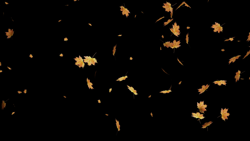 falling oak leaves – seamless loop Stock Footage Video (100% Royalty ...