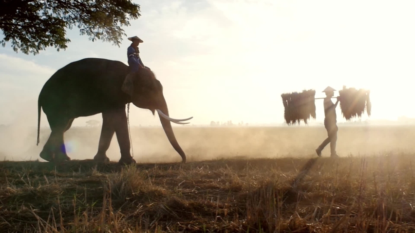 Indian Man On Elephant Stock Video Footage - 4K and HD Video Clips ...