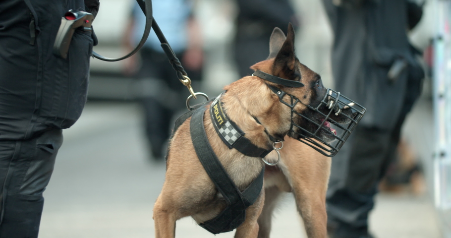 532 Police officer and dog Stock Video Footage - 4K and HD Video Clips ...