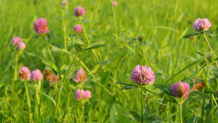 Clover Flower in a Sunny Stock Footage Video (100% Royalty-free ...