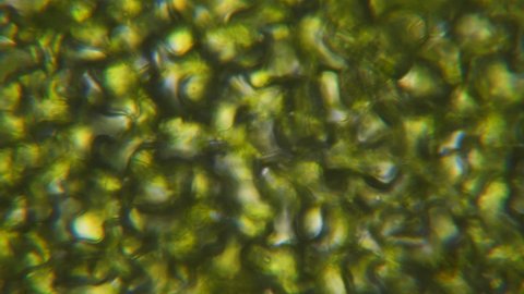 Chloroplast under microscope Stock Video Footage - 4K and HD Video ...