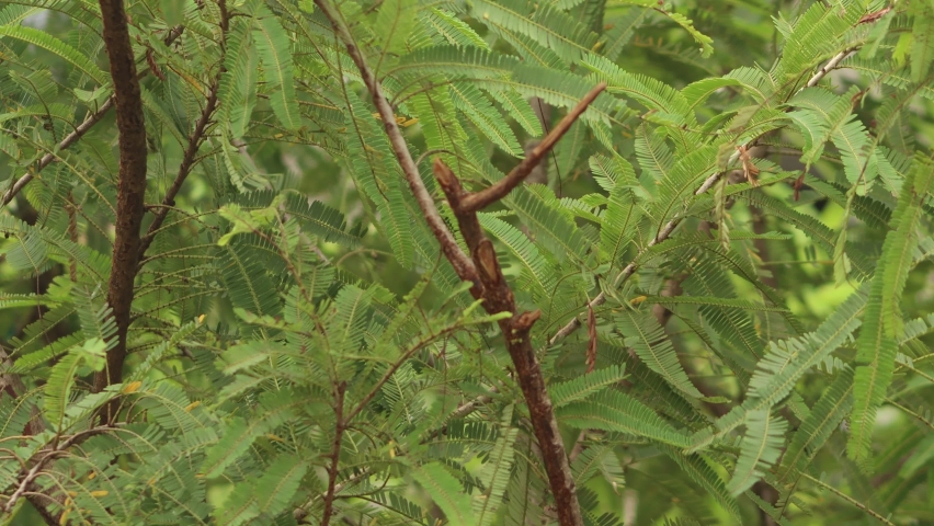 Gooseberry Tree Stock Video Footage - 4K and HD Video Clips | Shutterstock