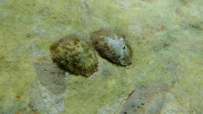 Patella rustica Stock Video Footage - 4K and HD Video Clips | Shutterstock