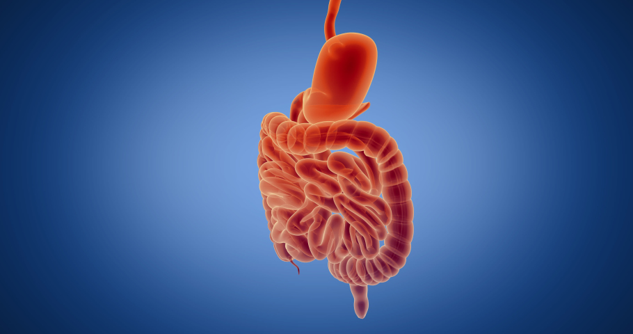 Large Intestine Stock Video Footage - 4K and HD Video Clips | Shutterstock