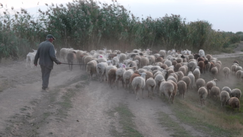 Elderly Rural Shepherd Herds Sheep, Stock Footage Video (100% Royalty ...