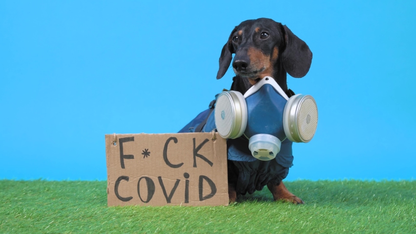 Dachshund Dog Hazmat Suit Safety Respiratory Stock Footage Video (100% ...