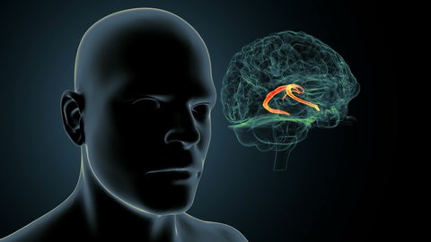 3d Illustration Male Corpus Callosum Brain Stock Footage Video (100% ...