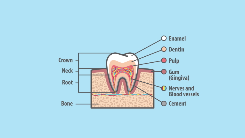 Cross-section Structure of Tooth Inside Stock Footage Video (100% ...